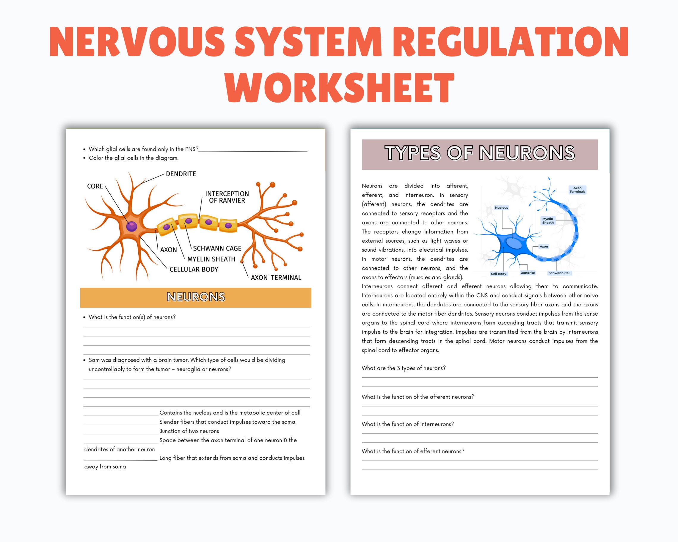 The Brain Regions and Neuroscience Psychoeducation Bundle, Brain and ...