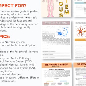 Nervous System Regulation Worksheet Bundle | Polyvagal Theory ...
