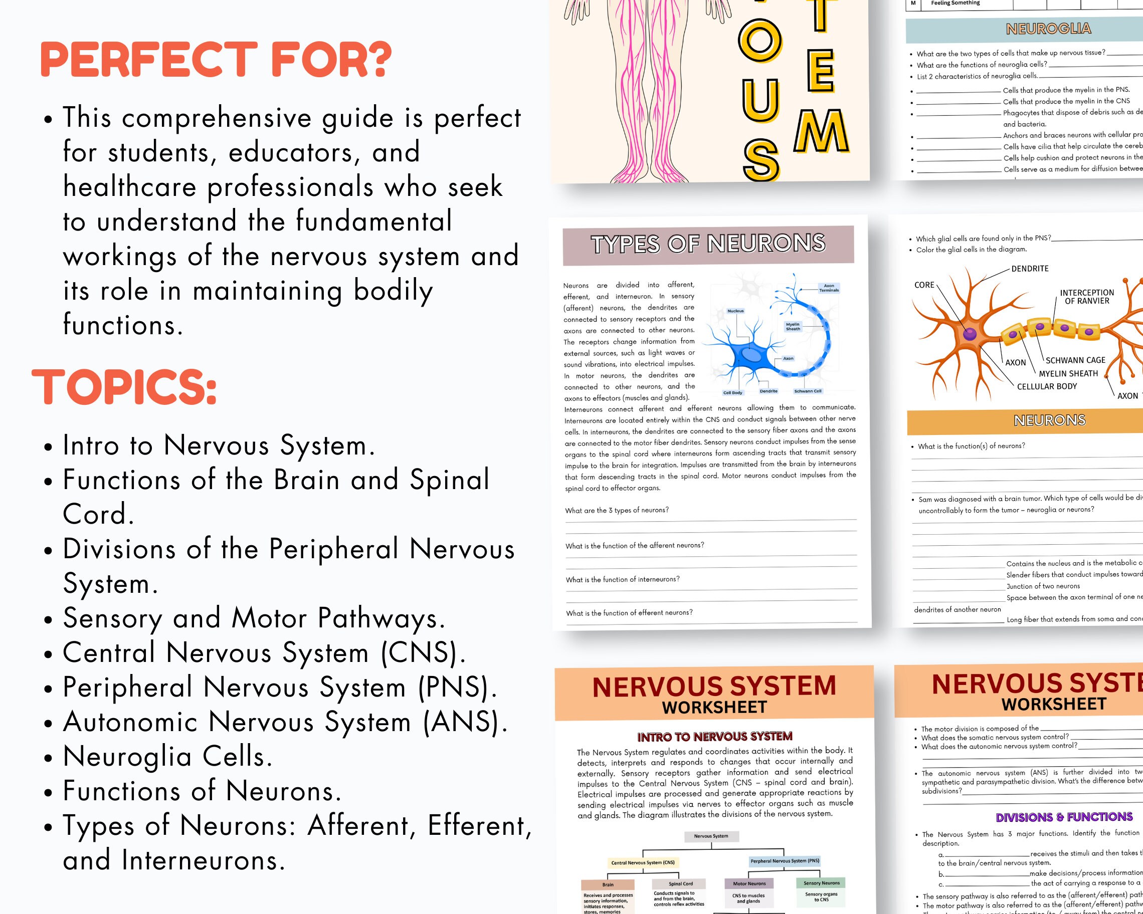 Nervous System Regulation Worksheet Bundle | Polyvagal Theory ...