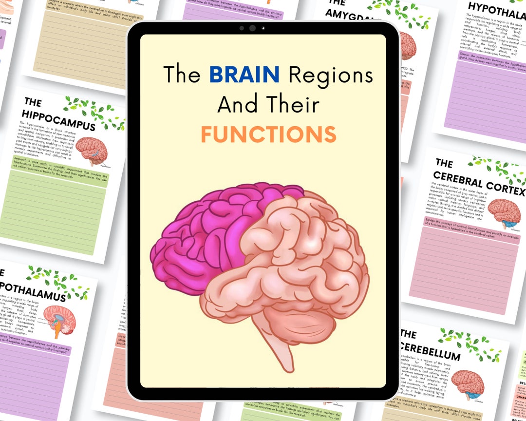 The Brain Regions and Their Function Neuroscience Psychoeducation Tool ...