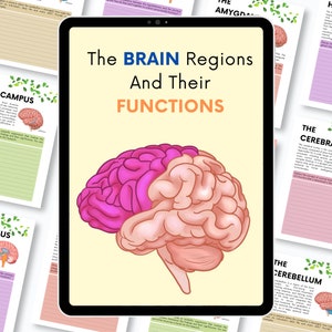 The Brain Regions and Their Function Neuroscience Psychoeducation Tool ...