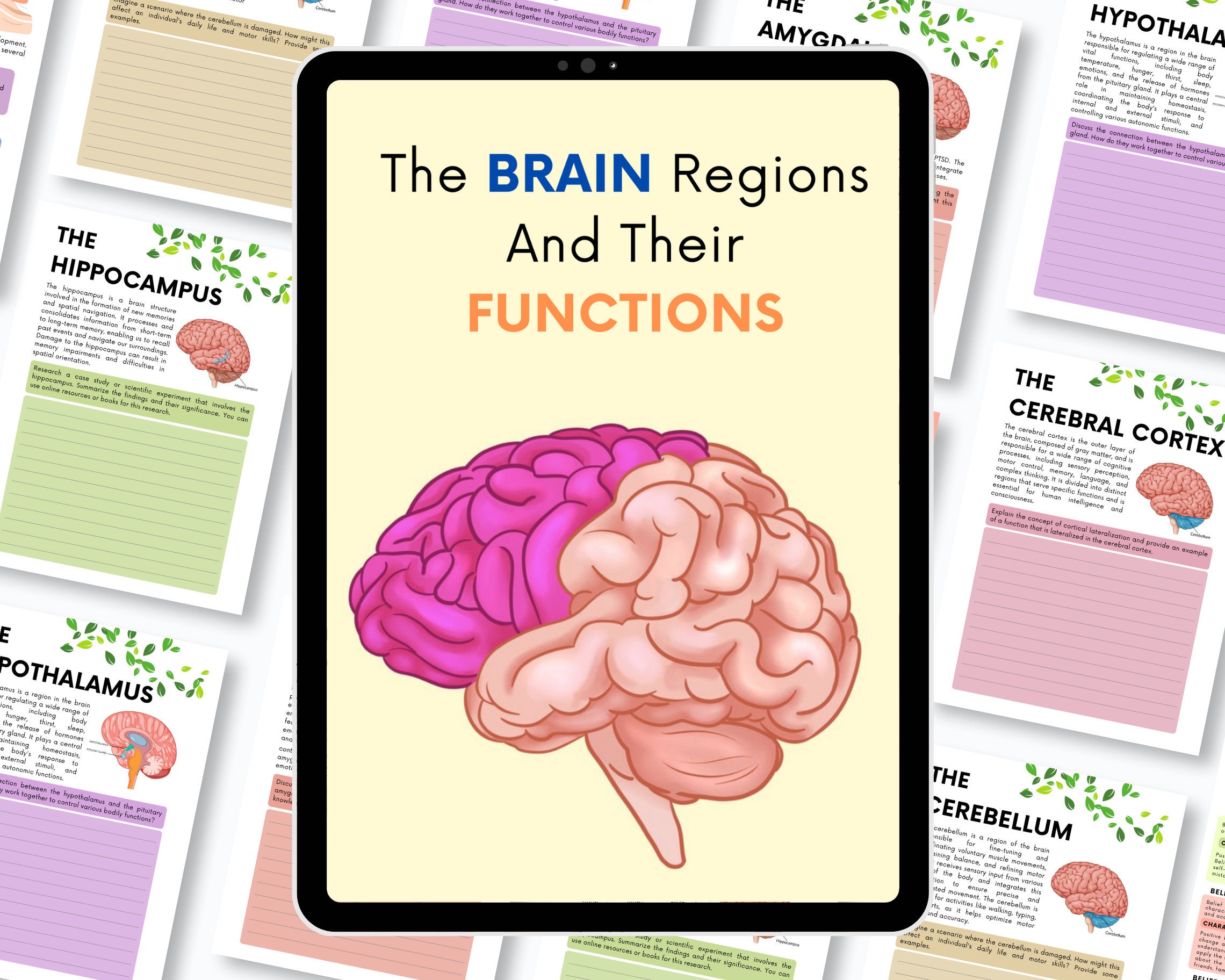 The Brain Regions and Their Function Neuroscience Psychoeducation Tool ...
