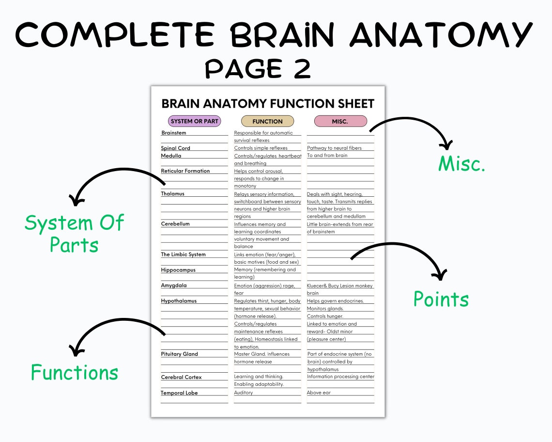 Brain and Neuroscience Therapy and Education Bundle, Psychoeducation ...