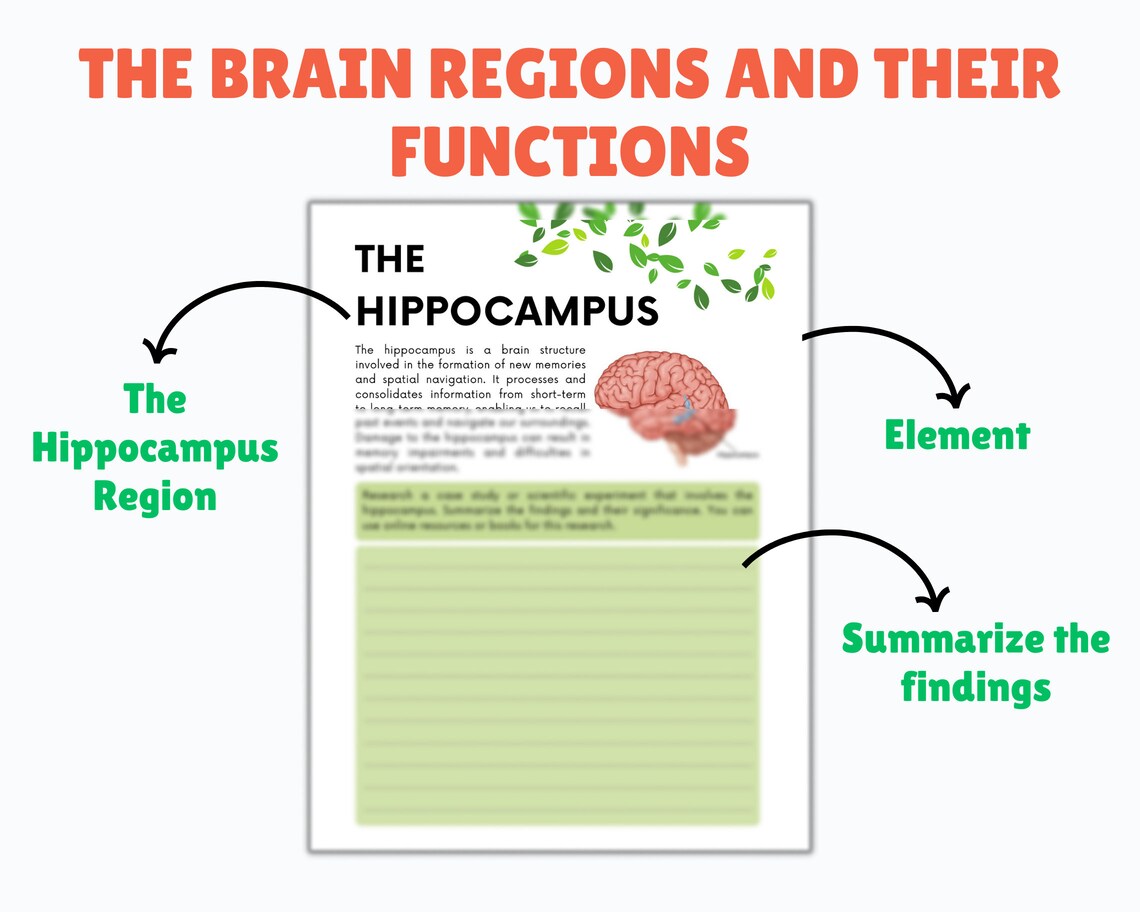 The Brain Regions and Their Function Neuroscience Psychoeducation Tool ...