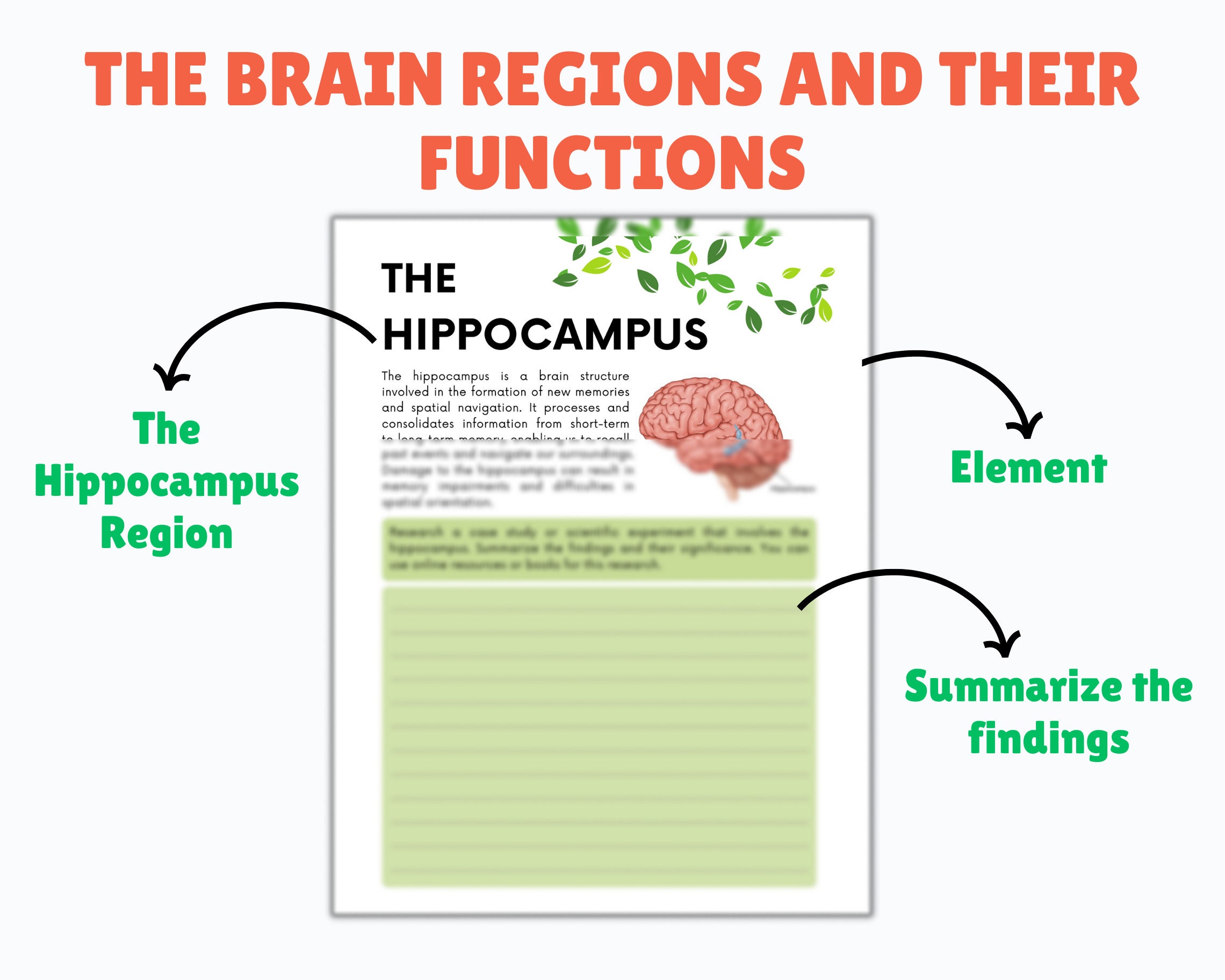 The Brain Regions and Their Function Neuroscience Psychoeducation Tool ...
