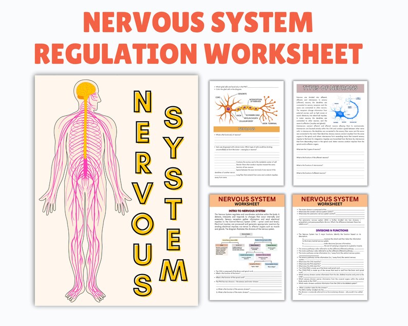 Nervous System Regulation Worksheet Bundle | Polyvagal Theory ...