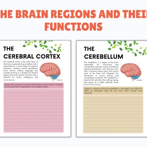 The Brain Regions and Neuroscience Psychoeducation Bundle, Brain and ...