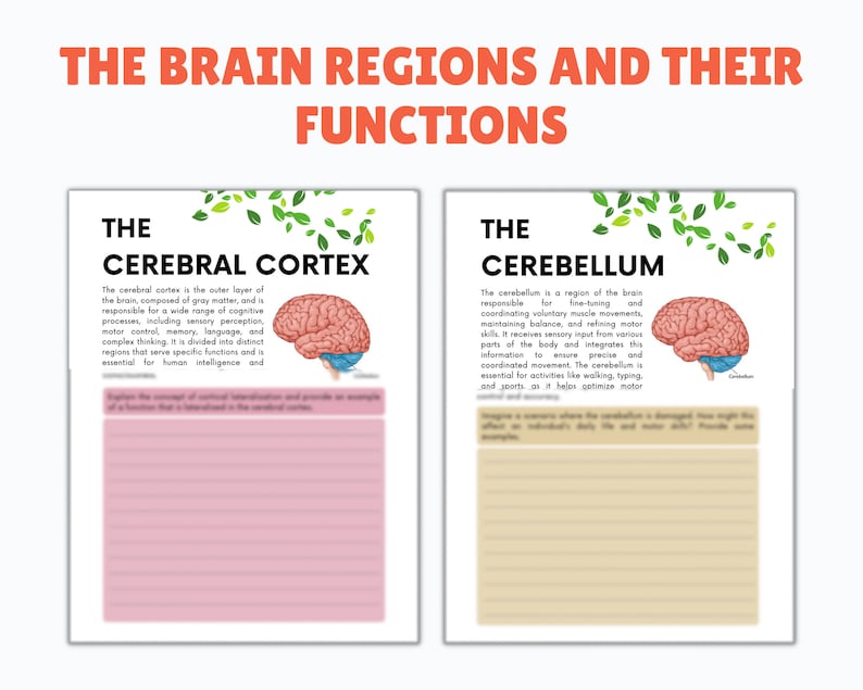 The Brain Regions and Neuroscience Psychoeducation Bundle, Brain and ...