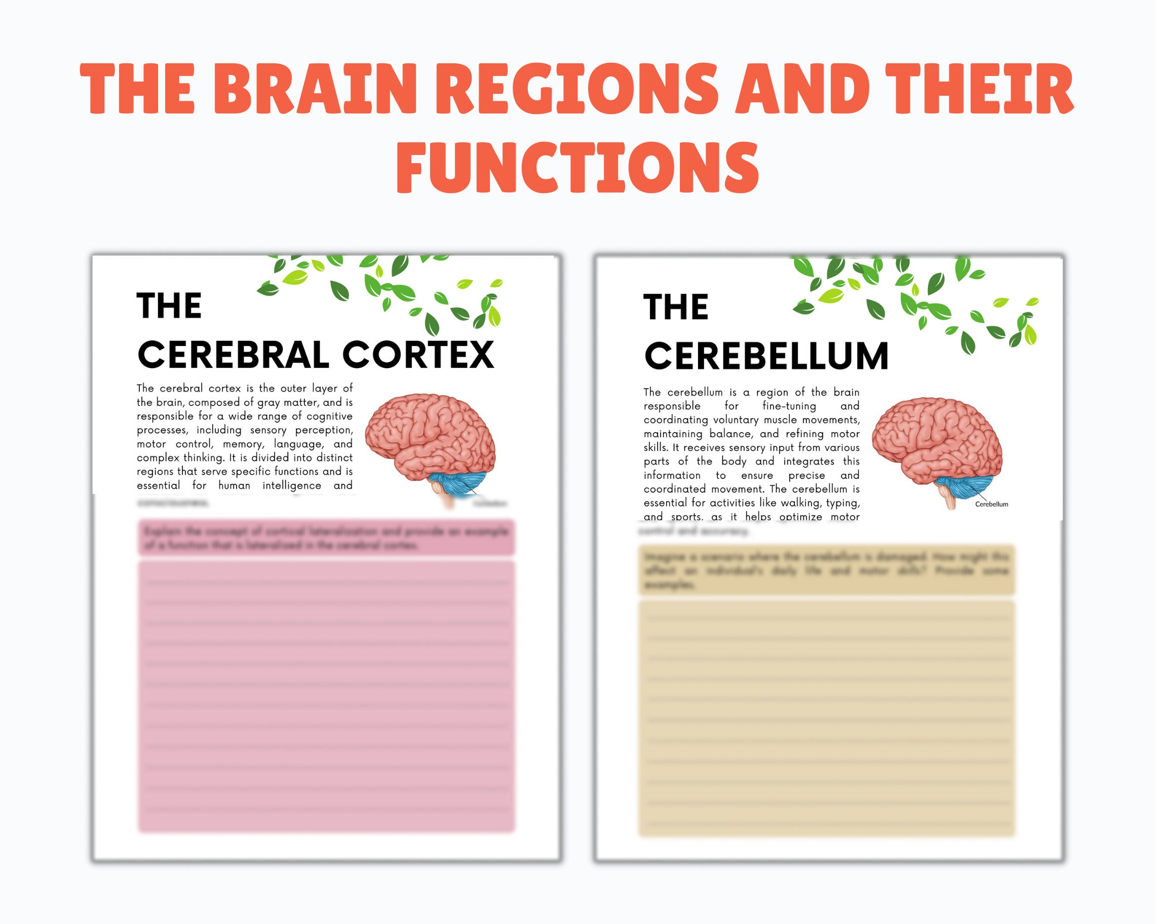 The Brain Regions and Neuroscience Psychoeducation Bundle, Brain and ...