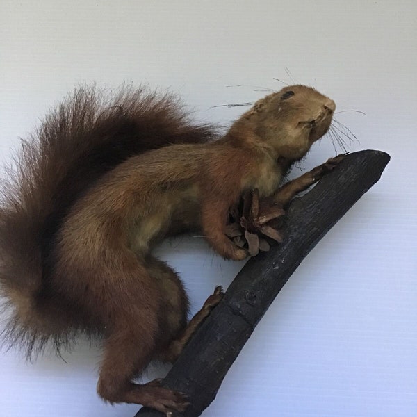 Taxidermy Squirrel - Etsy