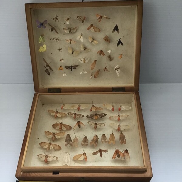 Collection Case - Etsy