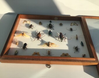 Insect Display Case - Etsy UK