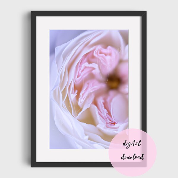 David Austin Roses - Etsy