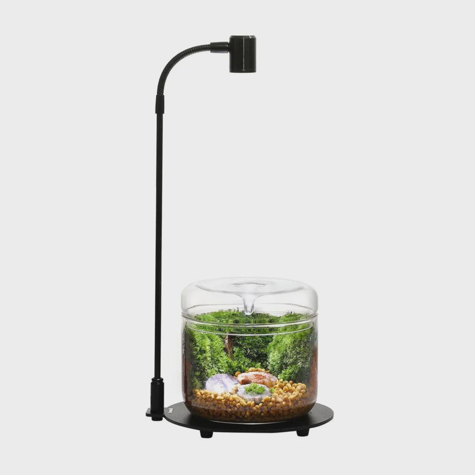 Bioloark DX-3 Wabi Kusa LED Plant Light - Etsy