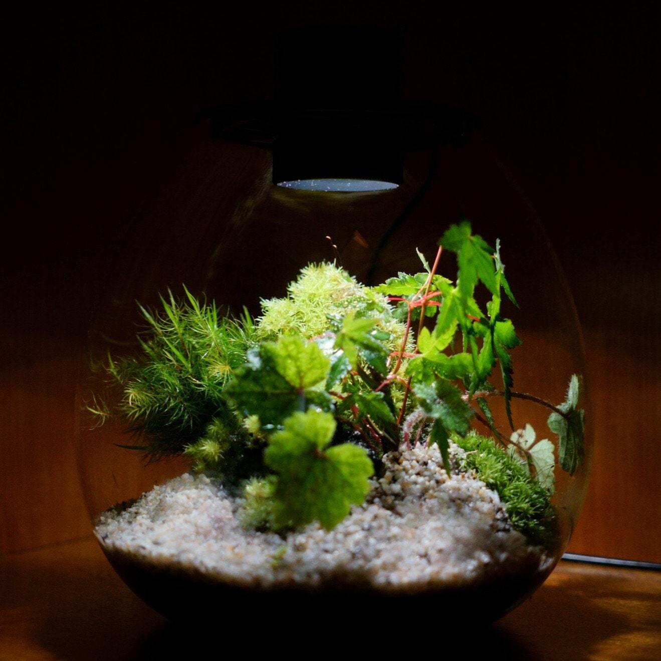 Bioloark Bio Bottle PD170 - Etsy