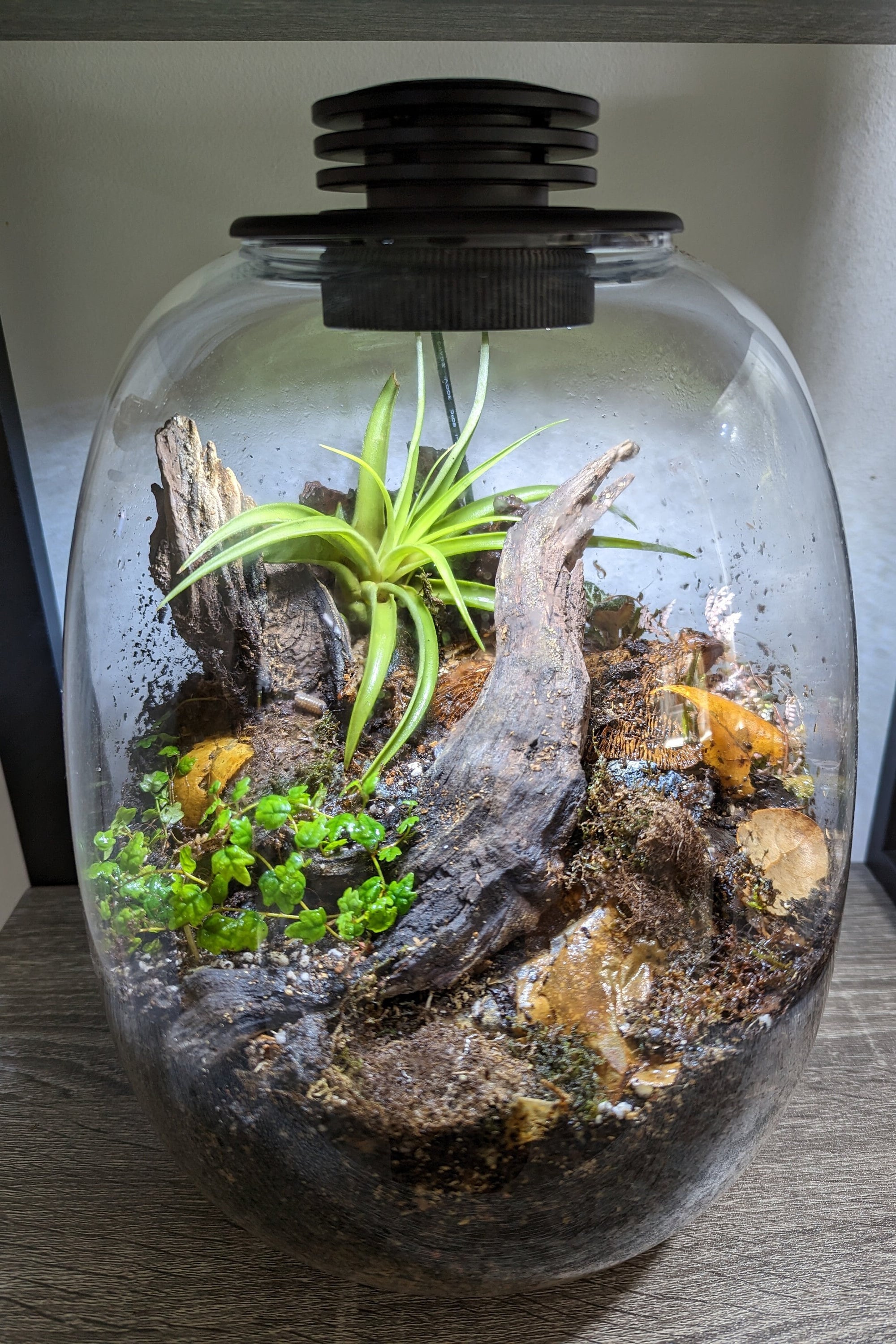 Bioloark Bio Bottle QD205 - Etsy