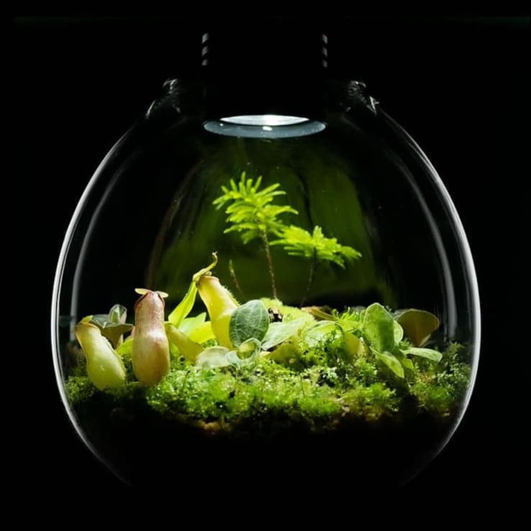 Bioloark Bio Bottle PD210 - Etsy