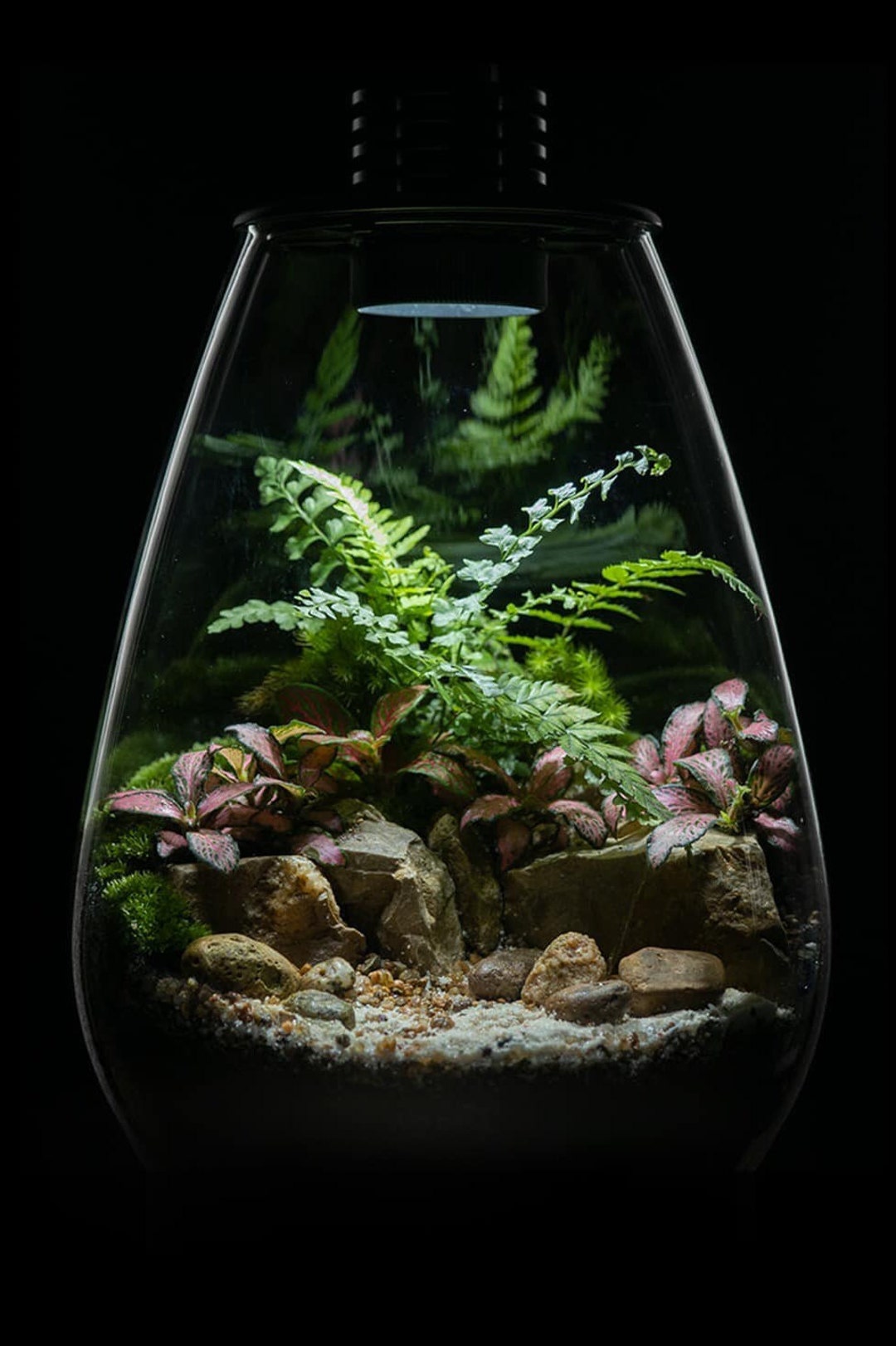 Bioloark Bio Bottle SD175 - Etsy