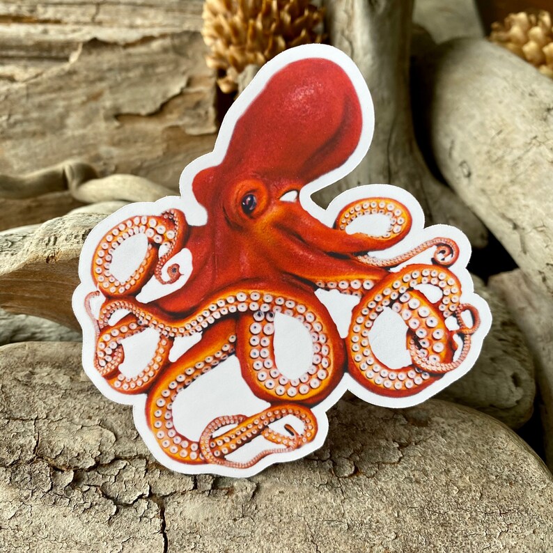 STC-085 Giant Pacific Octopus Sticker, Octopoda Sticker, Ocean Life ...