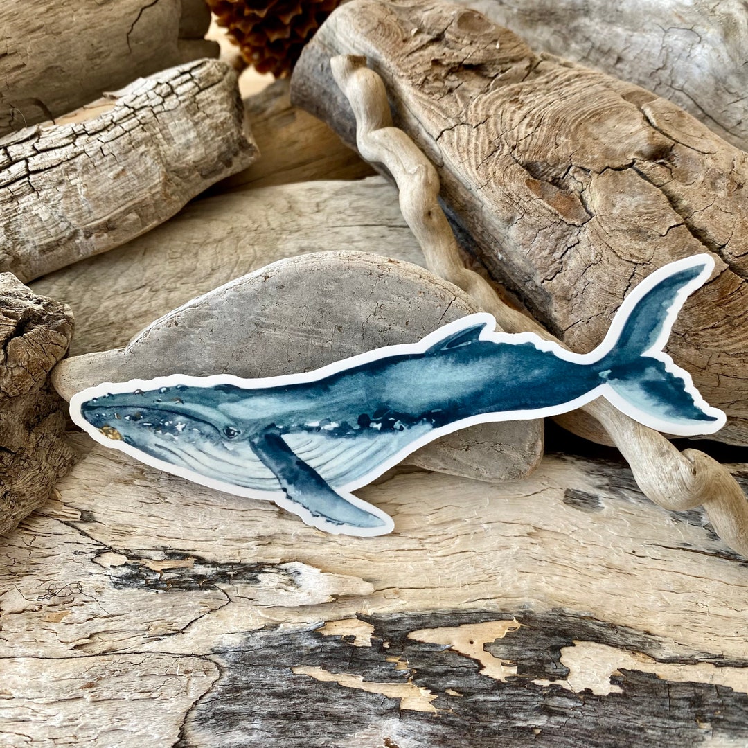 STC-229 Humpback Whale Sticker, Alaska Whale Sticker, Blue Whale ...