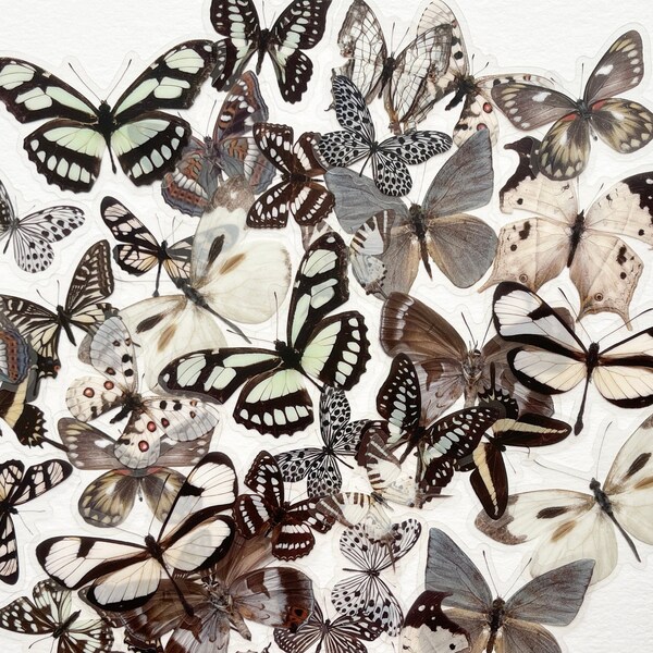 Black Butterfly - Etsy