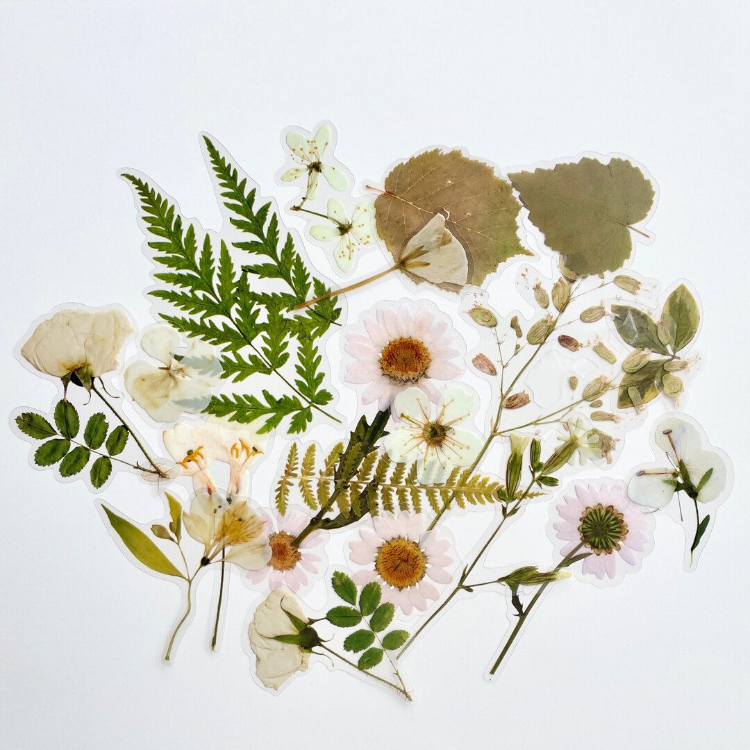 Translucent Cream White Flower Stickers - Clear Backing Floral LONG ...