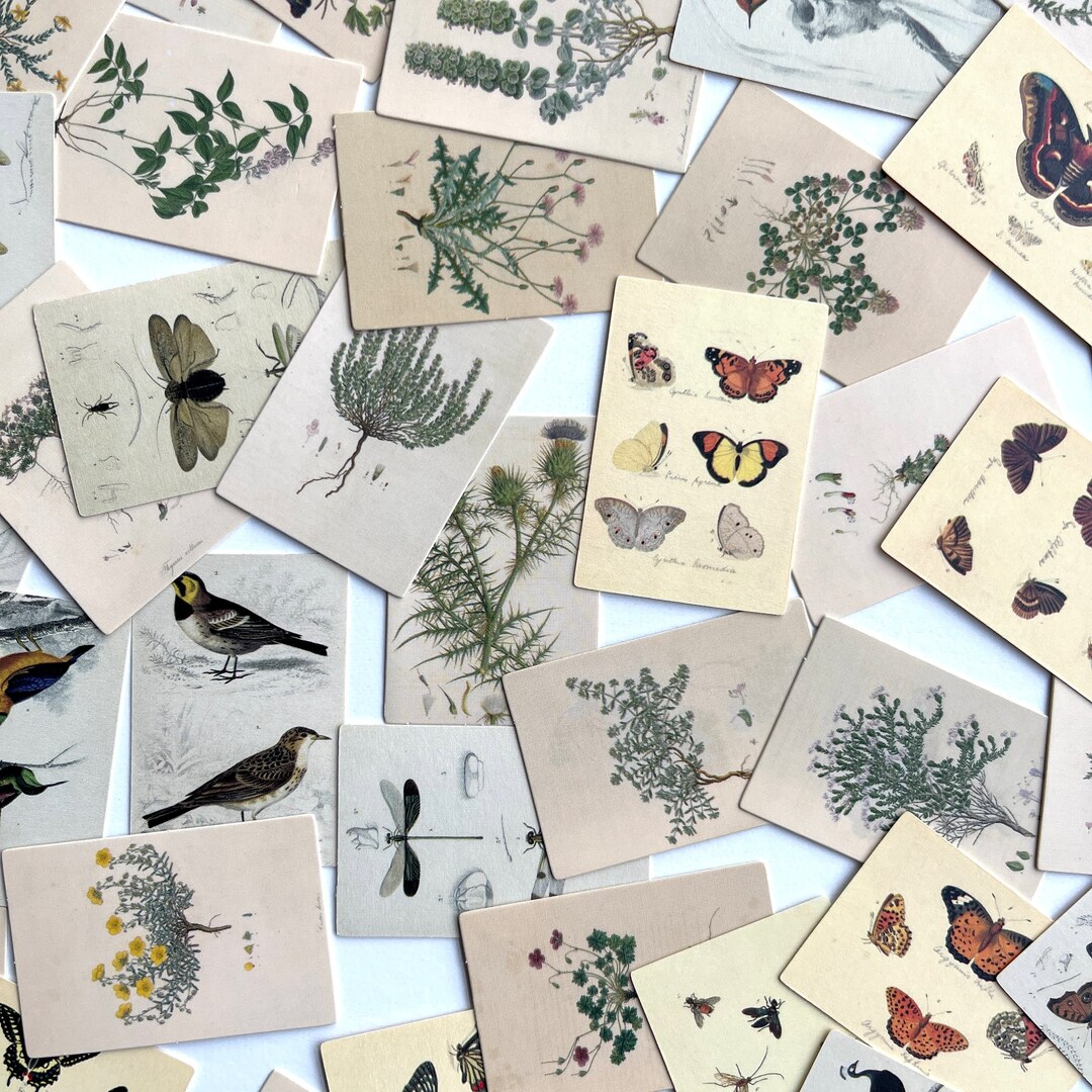100 Mini PAPER Vintage Plant Flower Bird Butterfly Thick Paperboard ...