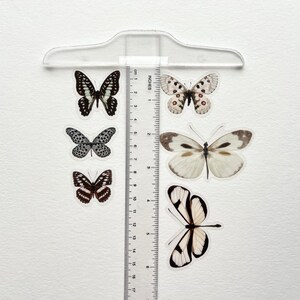 40 Translucent Brown Black Butterfly Stickers - Beautiful Butterfly ...