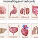 Internal Organs Flashcards - Etsy
