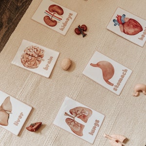 Internal Organs Flashcards - Etsy