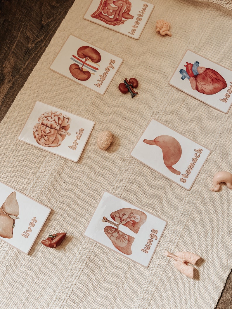 Internal Organs Flashcards - Etsy
