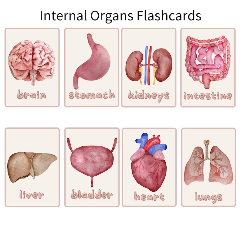 Internal Organs Flashcards - Etsy