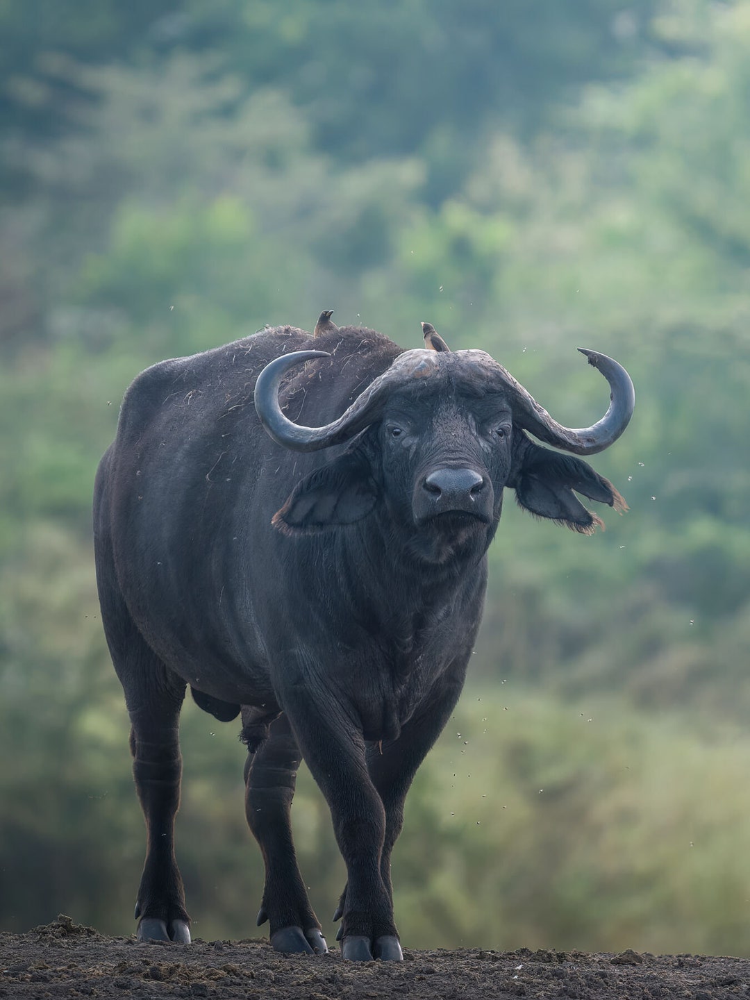 Buffalo in the Savannah Print Wildlife Nature Photography African ...