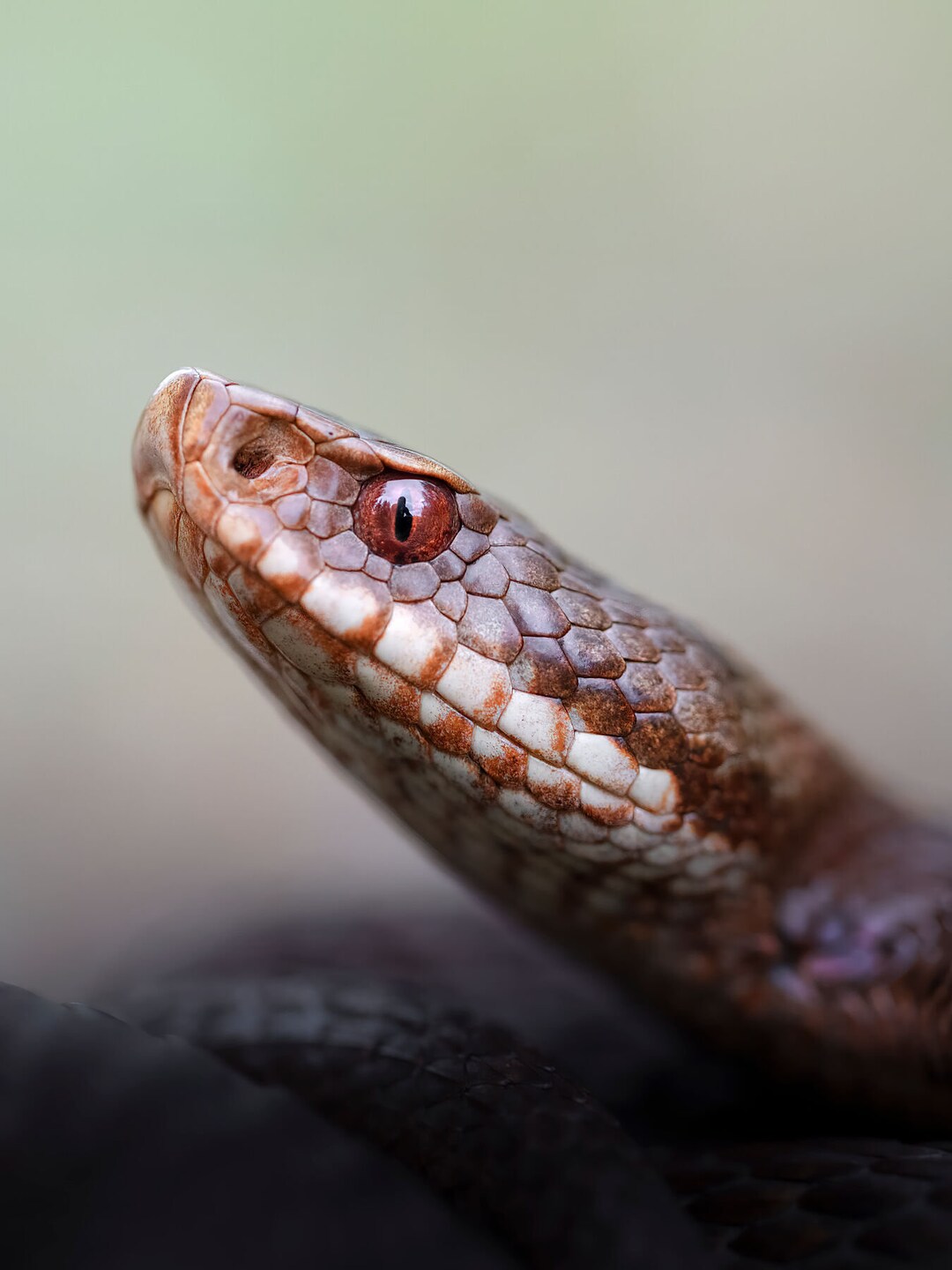 Adder Portrait Print Wildlife Nature Photography Snake Wall Art Wild ...