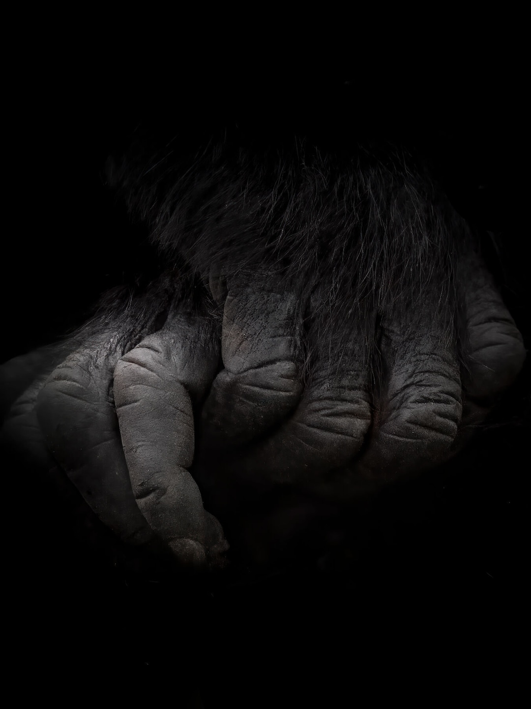 Just Like Us Chimpanzee Hands Print Wildlife Nature Photography Monkey ...