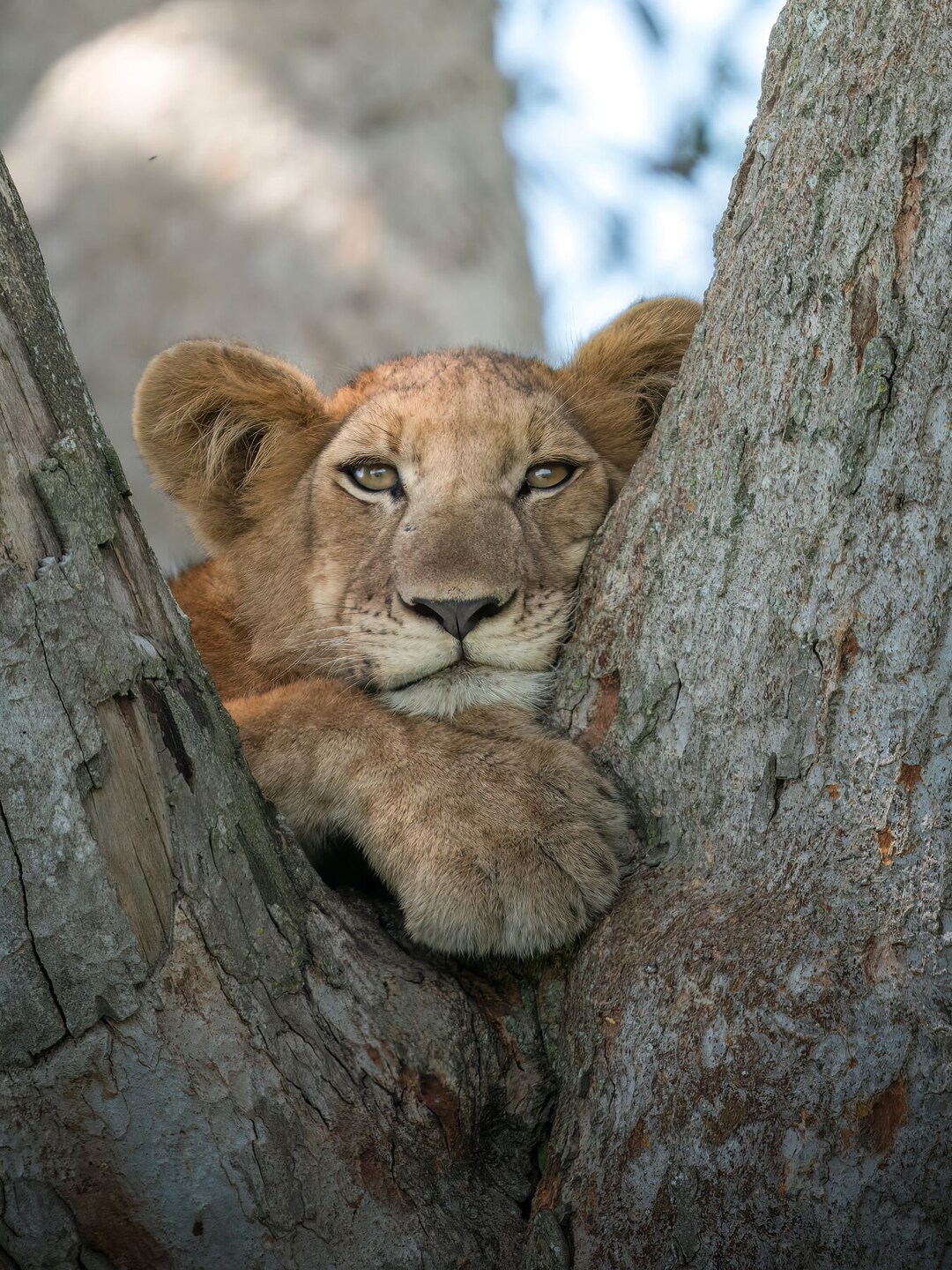 Hanging Out Lion Cub in Tree Print Wildlife Nature Photography Lion ...