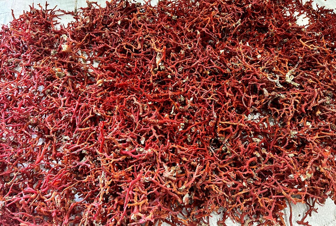 Red Coral Rough. 100% Natural Italian Coral Rough, Red Coral Branches ...