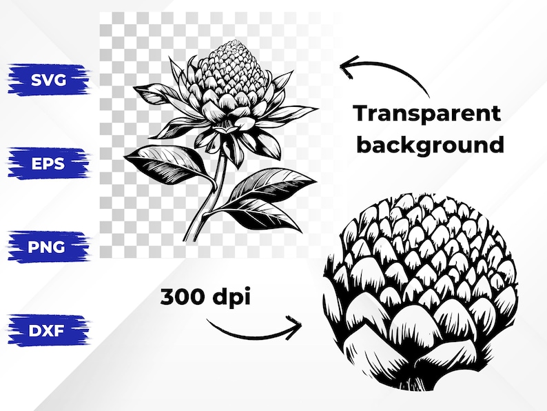 120+ Australian Wildflowers SVG Bundle | Native Floral Clipart ...