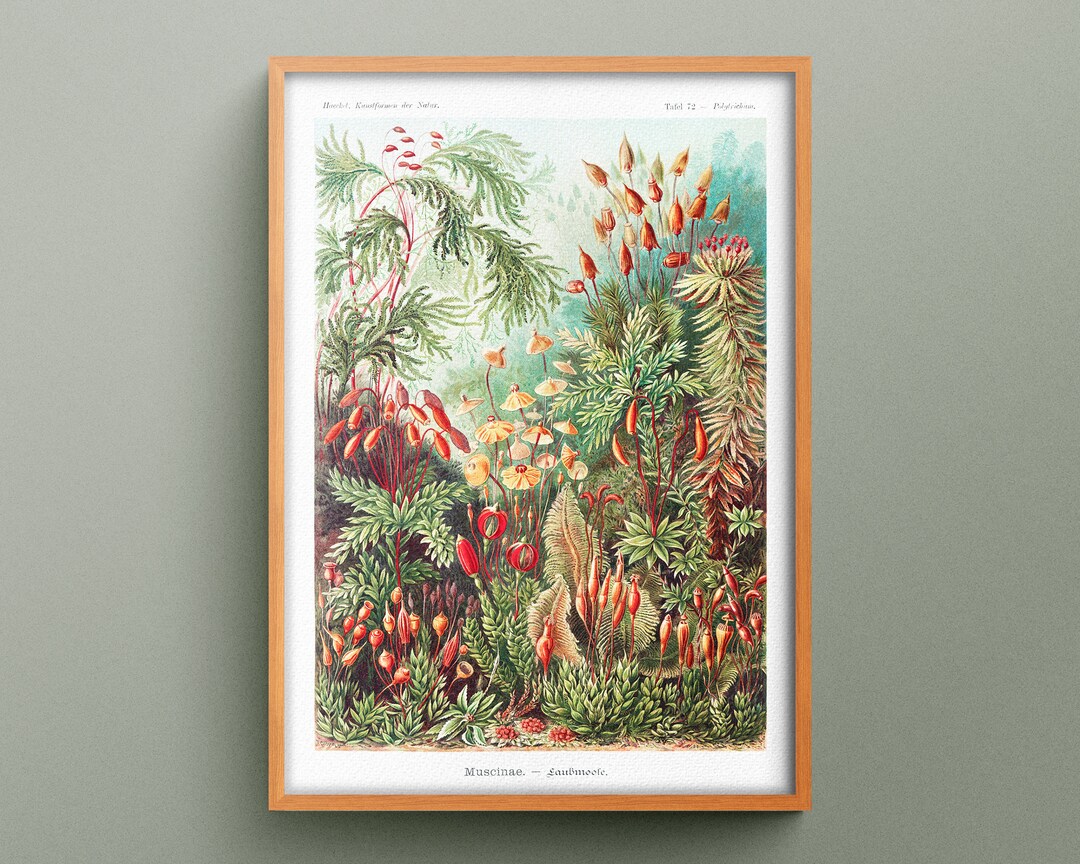 Muscinae Laubmoose by Ernst Haeckel, Reproduction of Muscinae Laubmoose ...