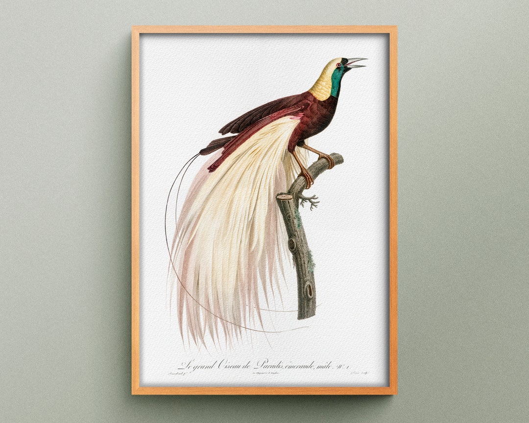 Emperor Bird-of-paradise Art Print, 1806 Illustration by Jacques ...