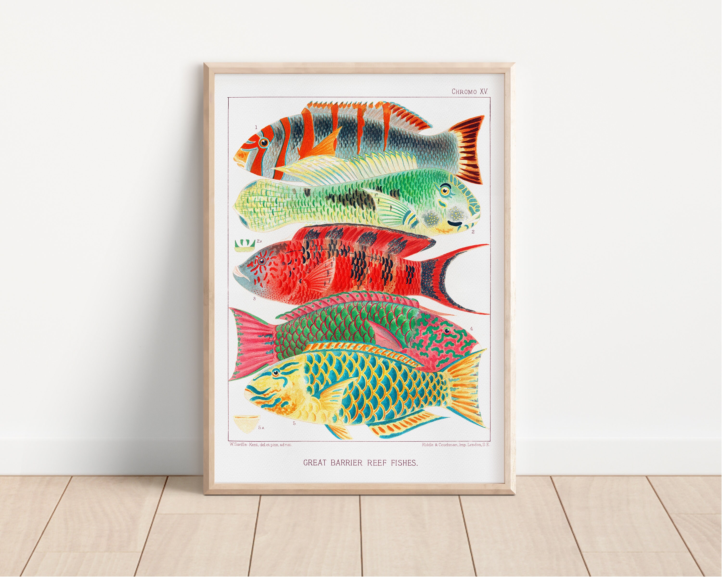 Urns & Memorials Great Barrier Reef Echinoderms art print illustration ...