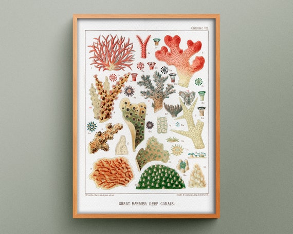 Urns & Memorials Great Barrier Reef Echinoderms art print illustration ...