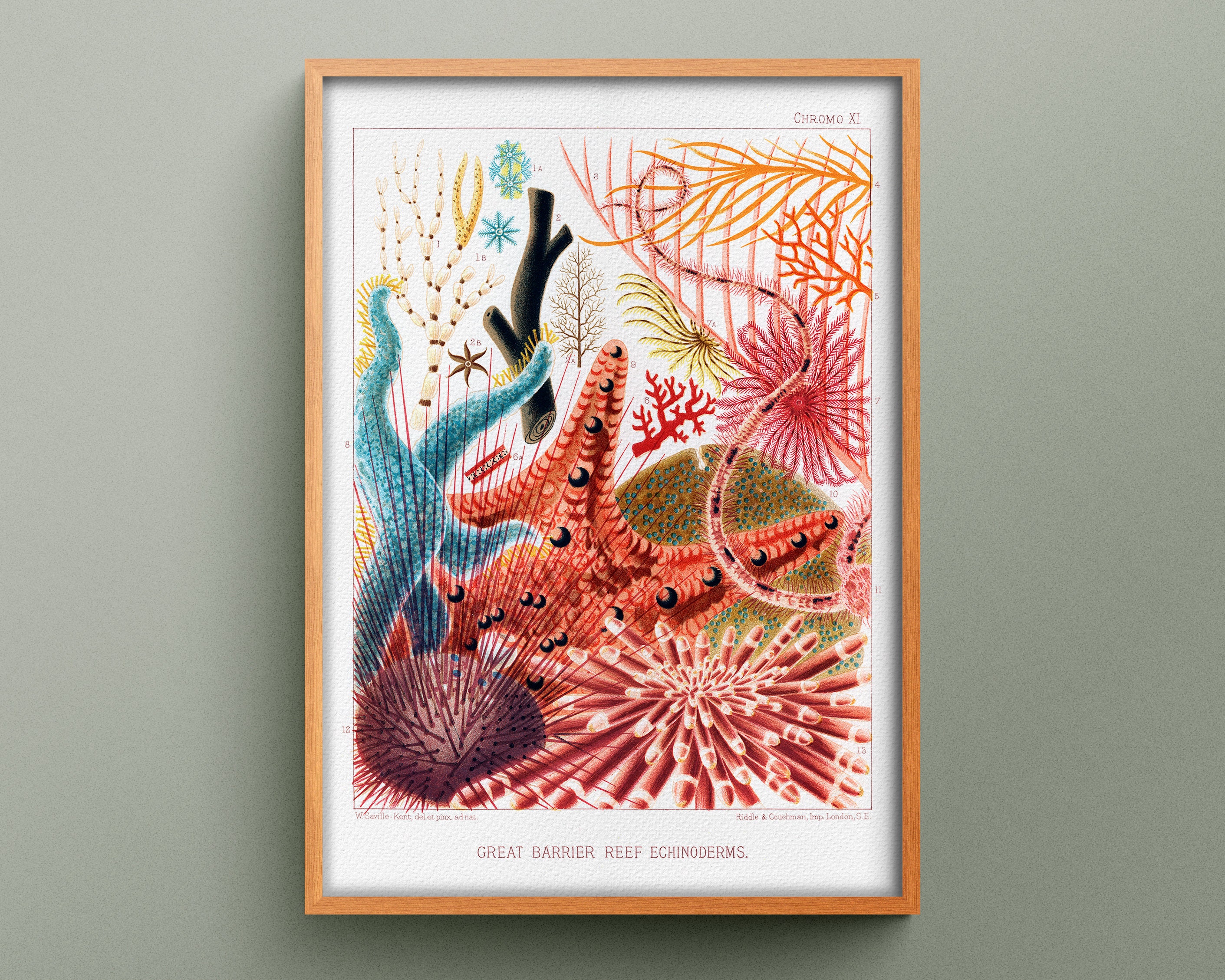 Great Barrier Reef Echinoderms by William Saville-kent Art - Etsy