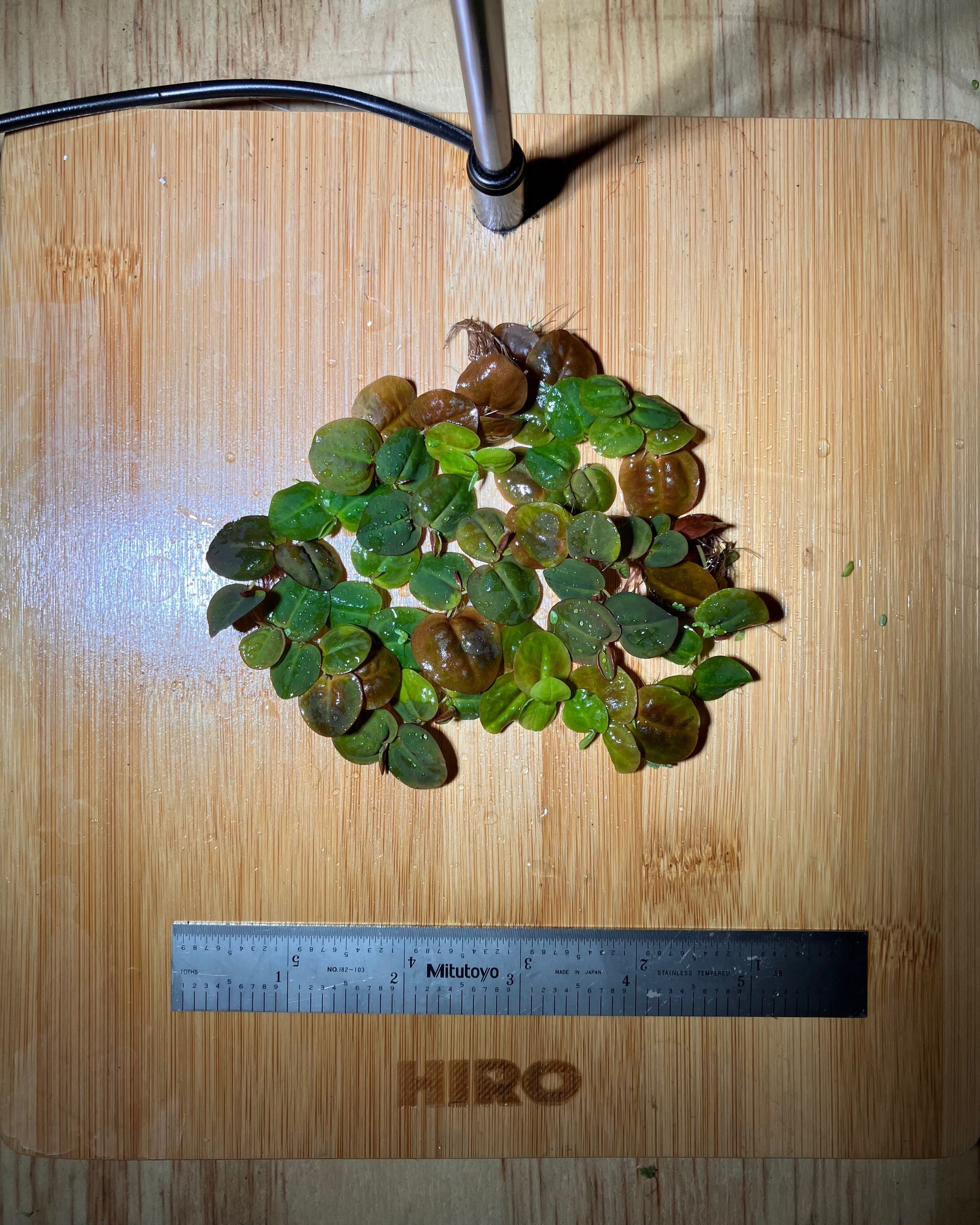 Red Root Floater Phyllanthus Fluitans Live Floating Aquarium Plants ...