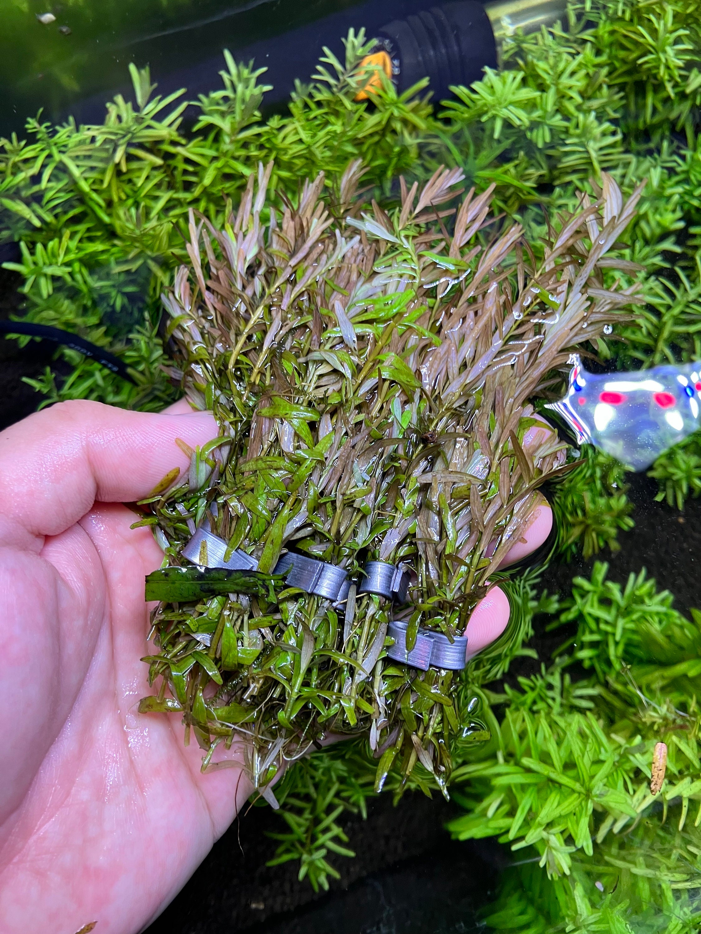 Rotala Rotundafolia Live Stem Aquarium Plants - Etsy