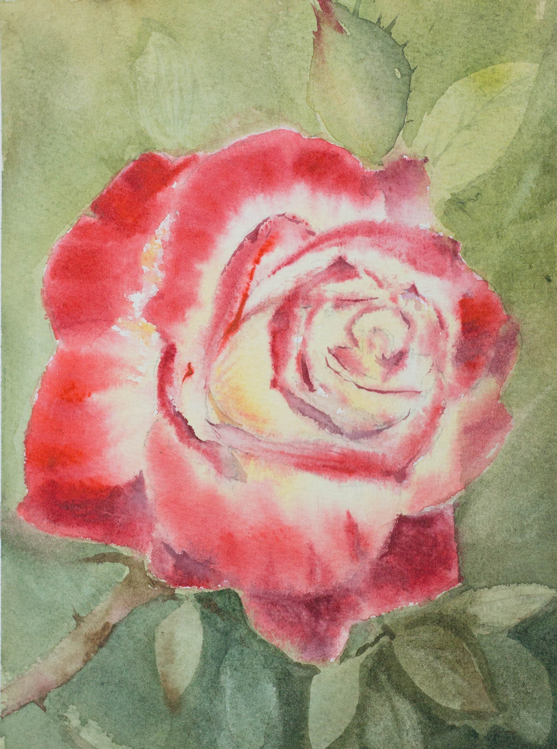 Original Watercolor Painting Red Rose 55x6 - Etsy