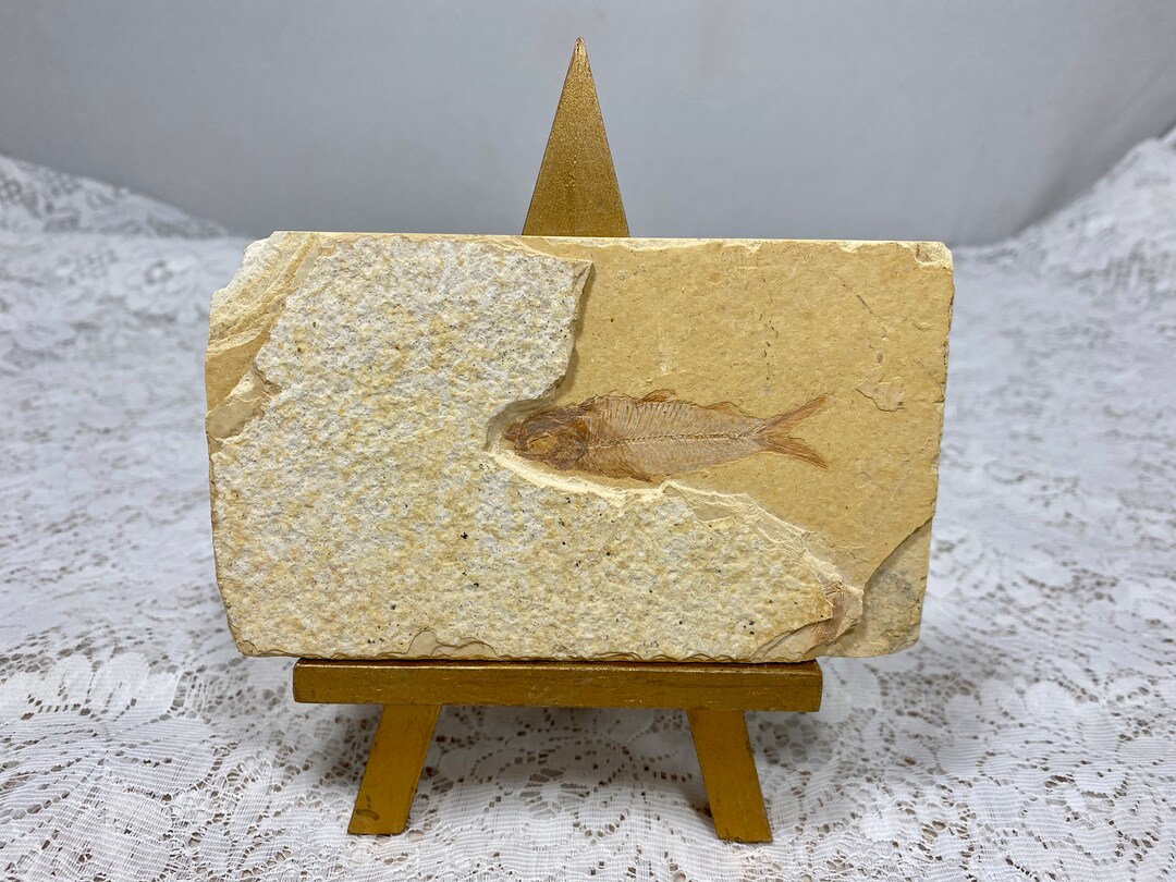 Fossilized Bony Finned Fish Specimen Fossil - Etsy