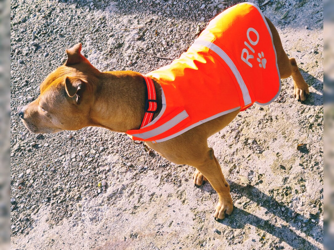 Dog Hi Vis Vest Personalised Pet Hi Vis Pet Safety - Etsy
