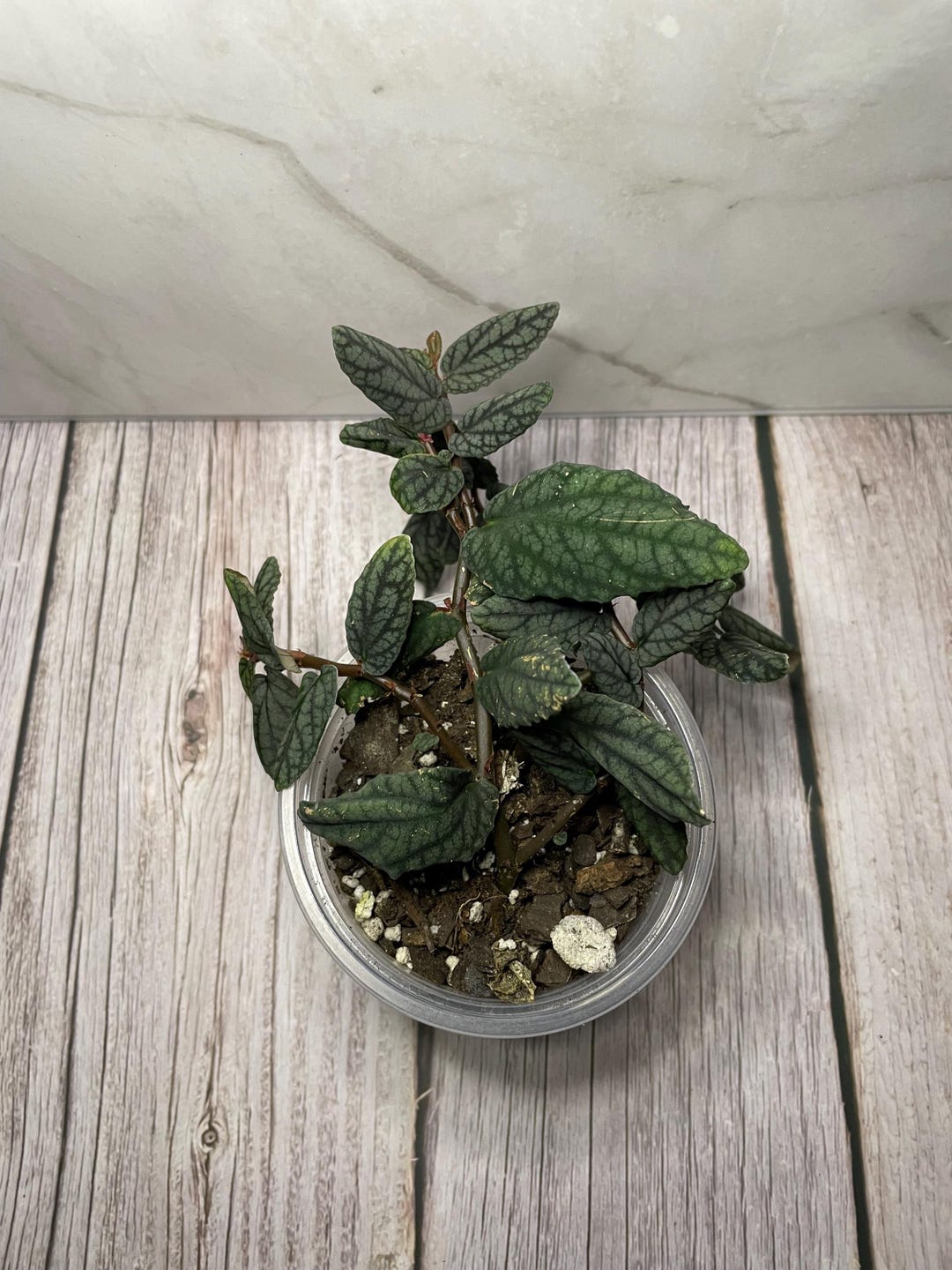 Pellionia Pulchra-pellionia Pulchra Watermelon -starter Plant-*growers ...