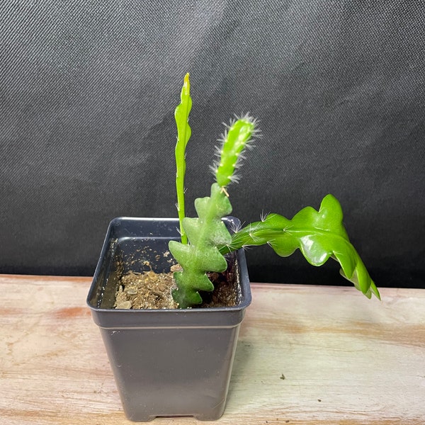 Fishbone Cactus - Etsy